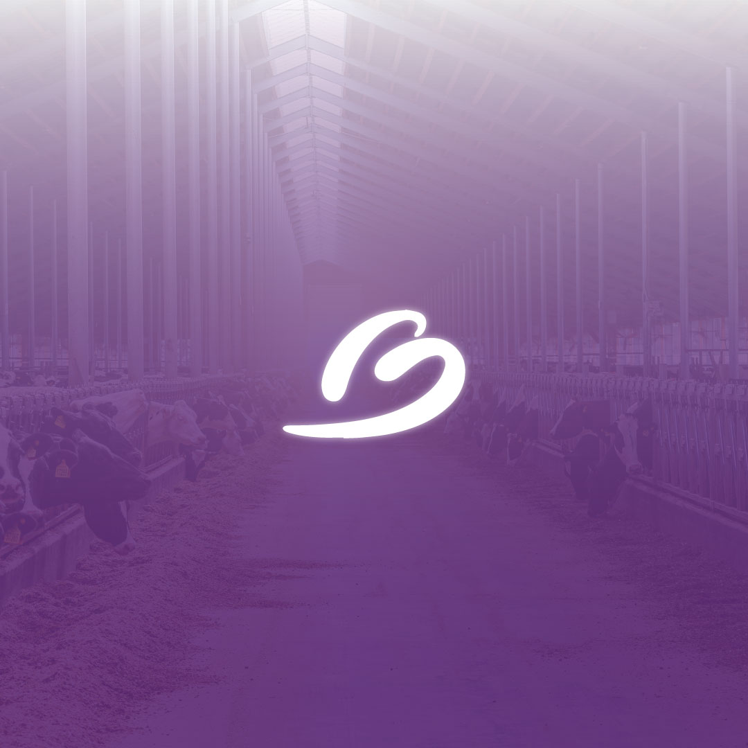 NEB Competent Cells - Brennan & Co